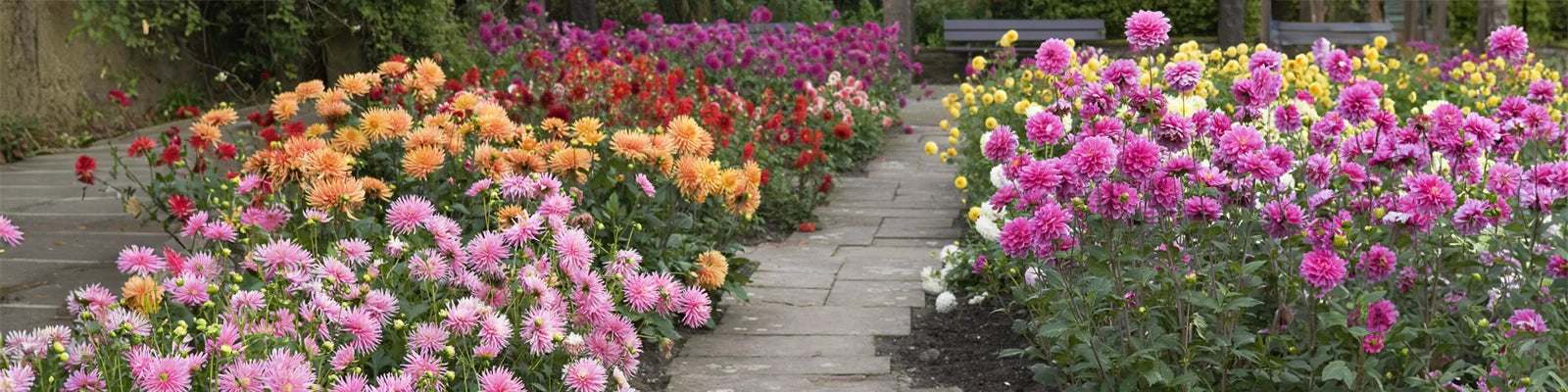 dahlia flower garden design