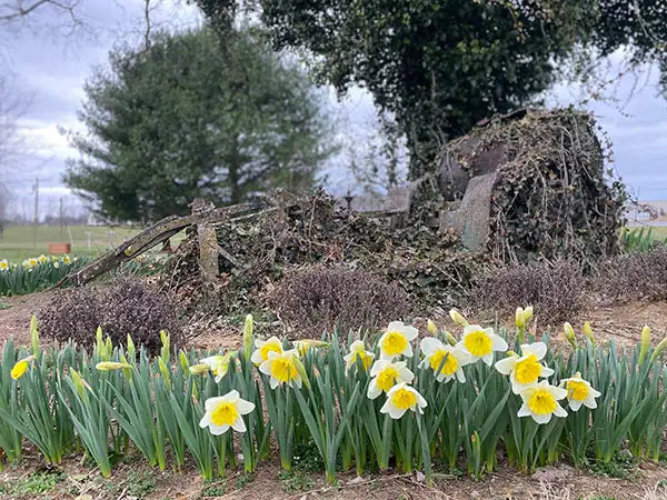 March Garden Guide | K. van Bourgondien Blog