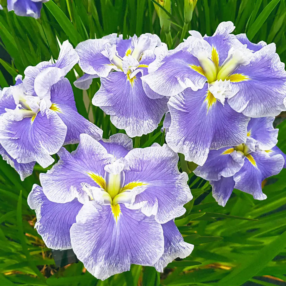 Japanese Iris Ice Cream - Iris ensata | K. van Bourgondien