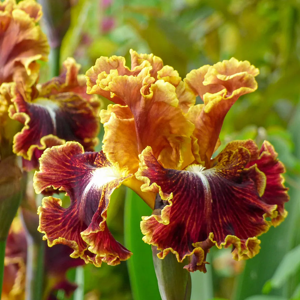 Volcanic Glow German Iris | K. van Bourgondien
