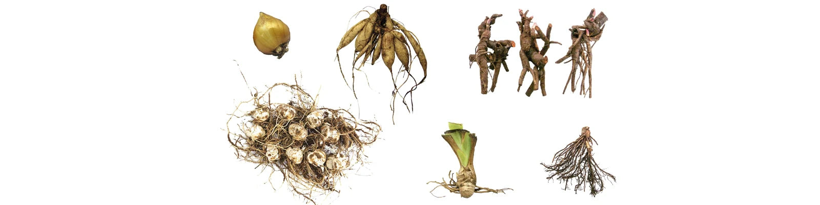 Bulbs and Other Root Systems | K. van Bourgondien Blog