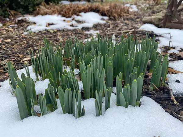 February Garden Guide | K. van Bourgondien Blog