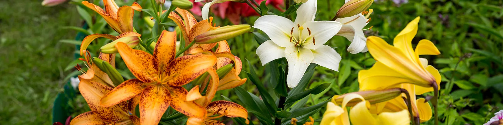 14 Recommended Lily Varieties For Your Garden ALOHA FLORIST SACRAMENTO