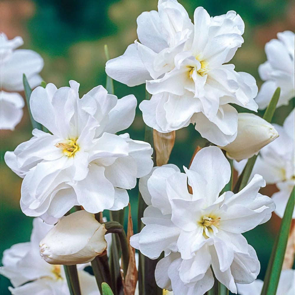 Double Pheasant Eye Daffodil | K. van Bourgondien