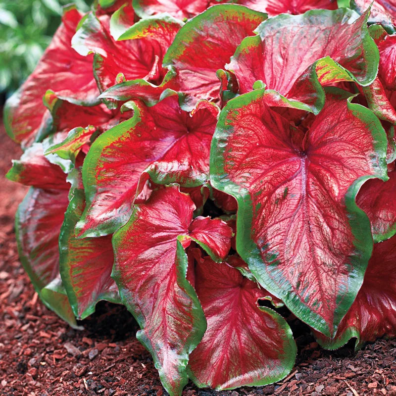 Caladium Florida Cardinal | K. van Bourgondien