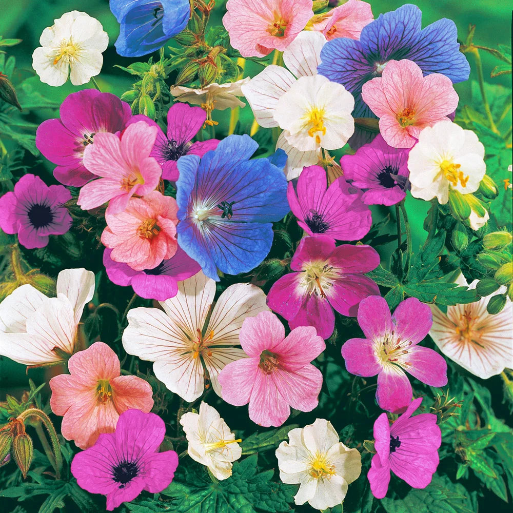 Hardy Geranium Mix for Fall Planting | K. van Bourgondien – Dutch Bulbs