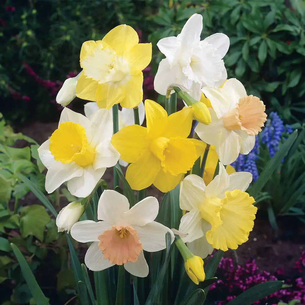 Mixed Trumpet Daffodils for Naturalizing | K. van Bourgondien
