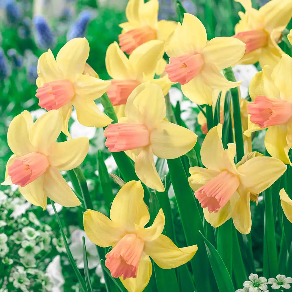 Cyclamineus Daffodil Prototype | K. van Bourgondien
