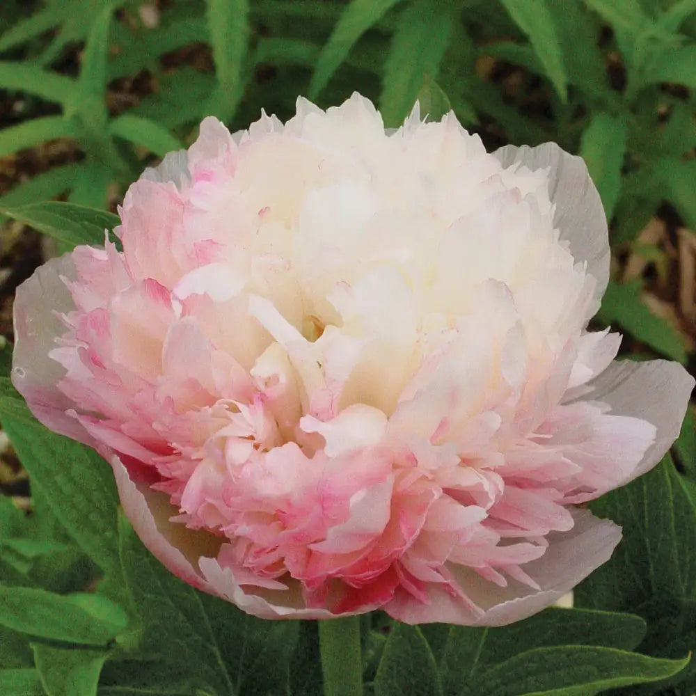 Peony Mutabilis Plena | K. van Bourgondien