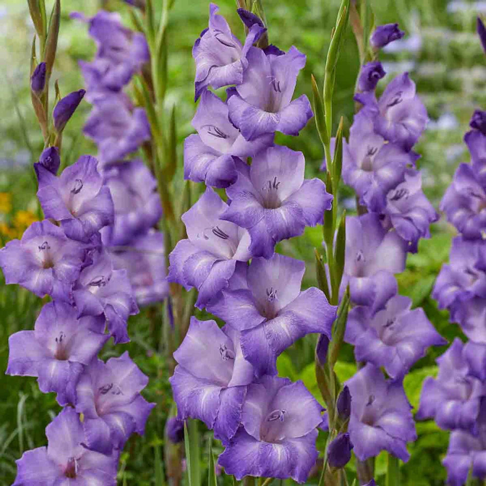 Performer Gladiolus Bulbs Online | K. van Bourgondien Wholesale