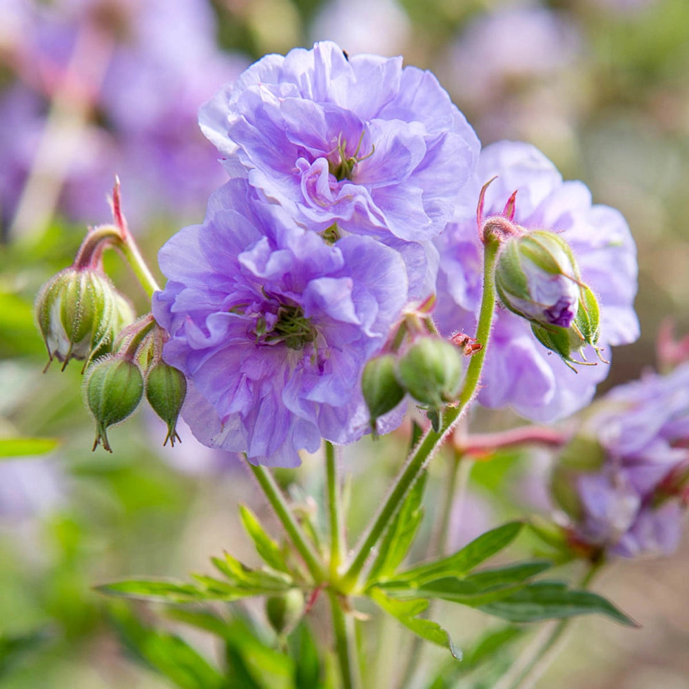Cloud Nine Hardy Geranium | K. van Bourgondien Wholesale