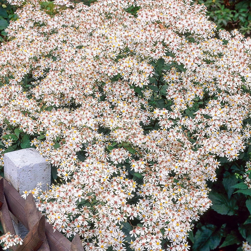 Beth Chatto White Wood Aster | K. van Bourgondien Perennials