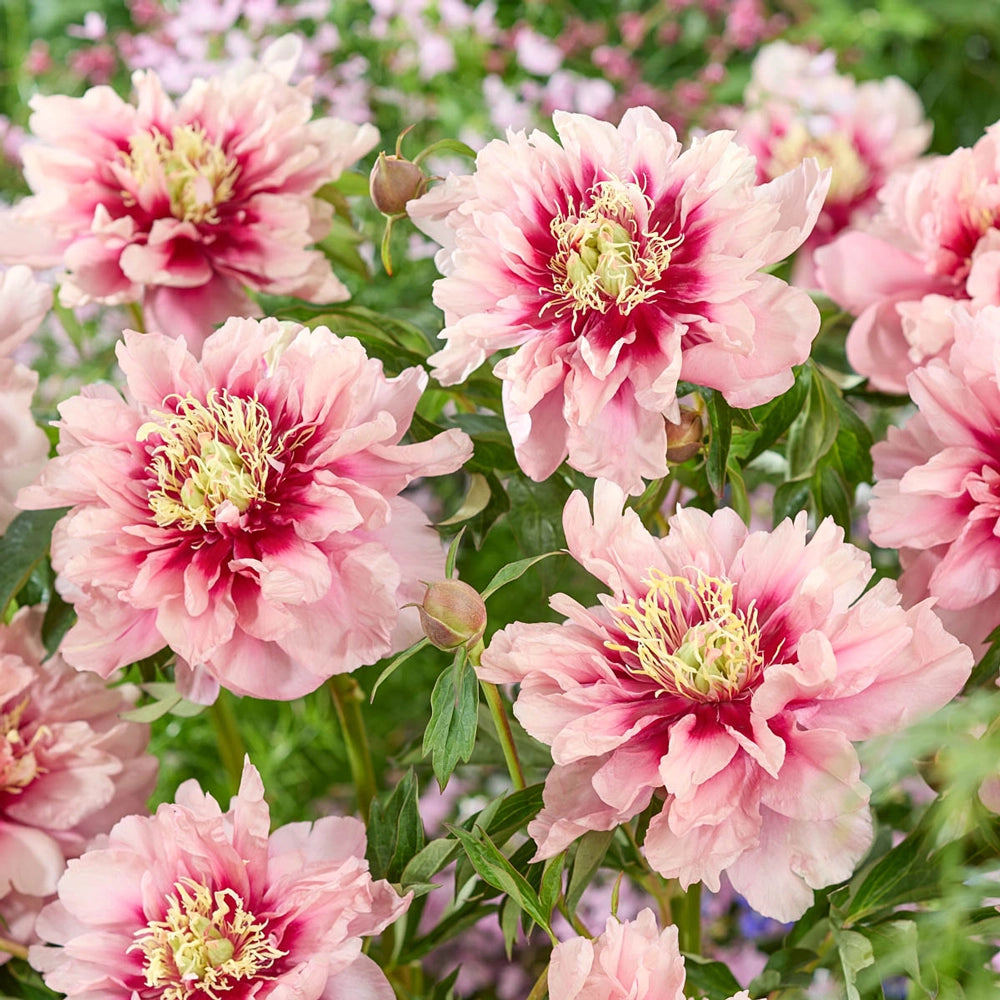 Caroline Constabel Itoh Peony | K. van Bourgondien Wholesale