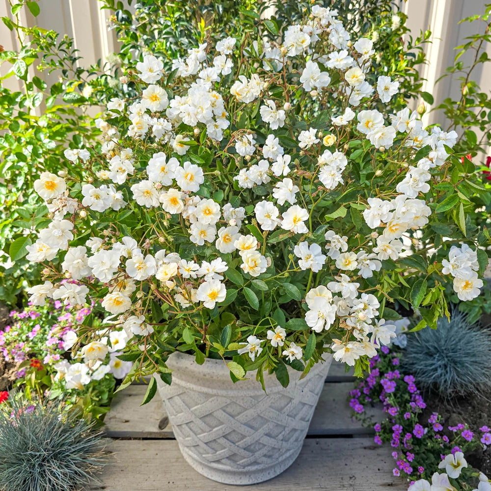 Gourmet Popcorn Patio Rose – K. van Bourgondien