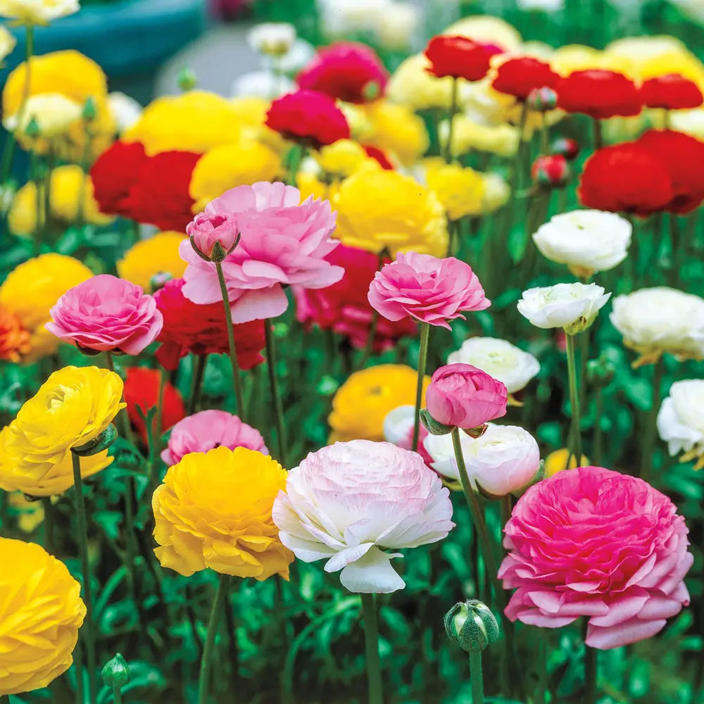 Aviv Ranunculus Mixed Colors | K. van Bourgondien