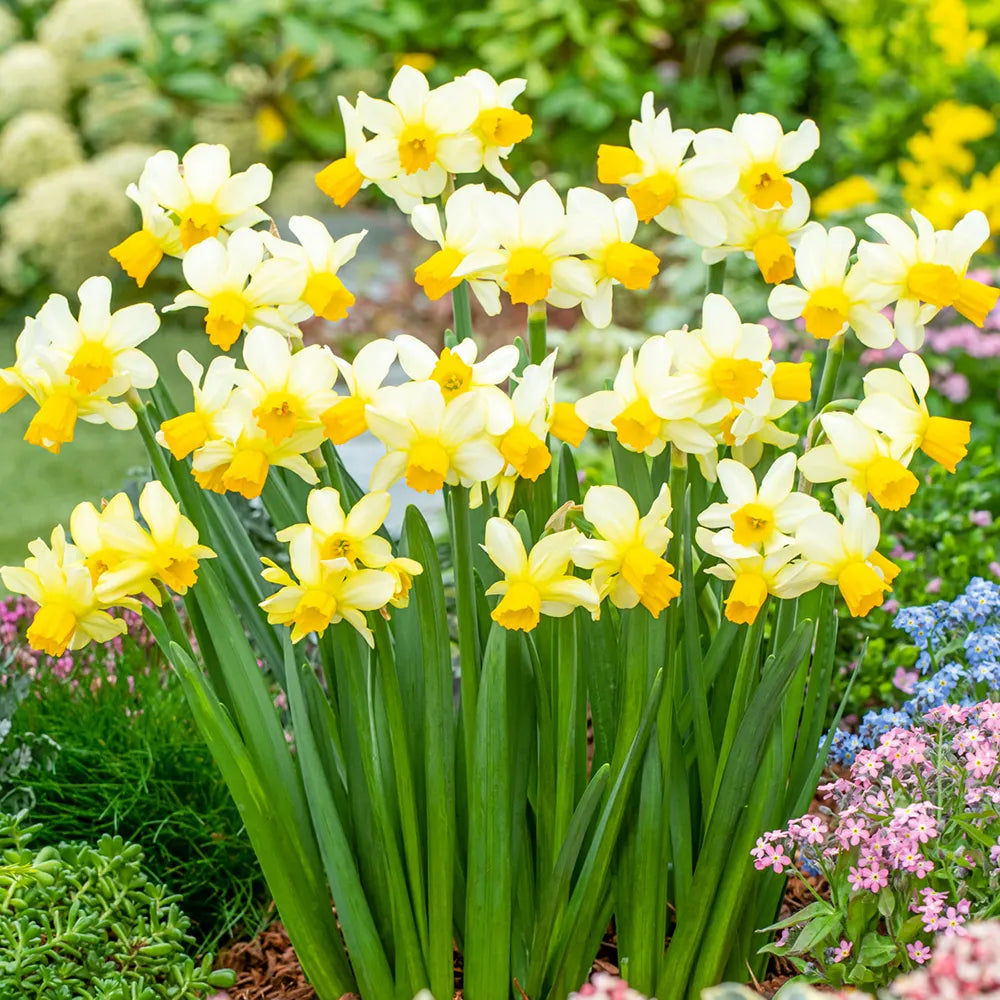 Eaton Song Multi-Flowering Daffodil | K. van Bourgondien – Dutch Bulbs