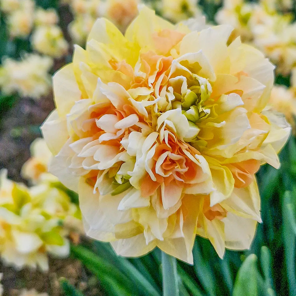 Pom Pom Rose Double Daffodil | K. van Bourgondien