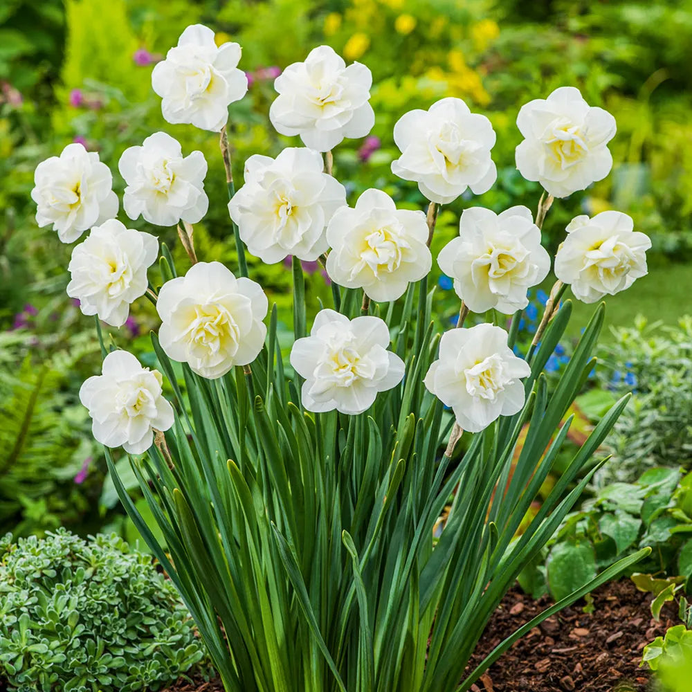 Rose of May Double Daffodil | K. van Bourgondien