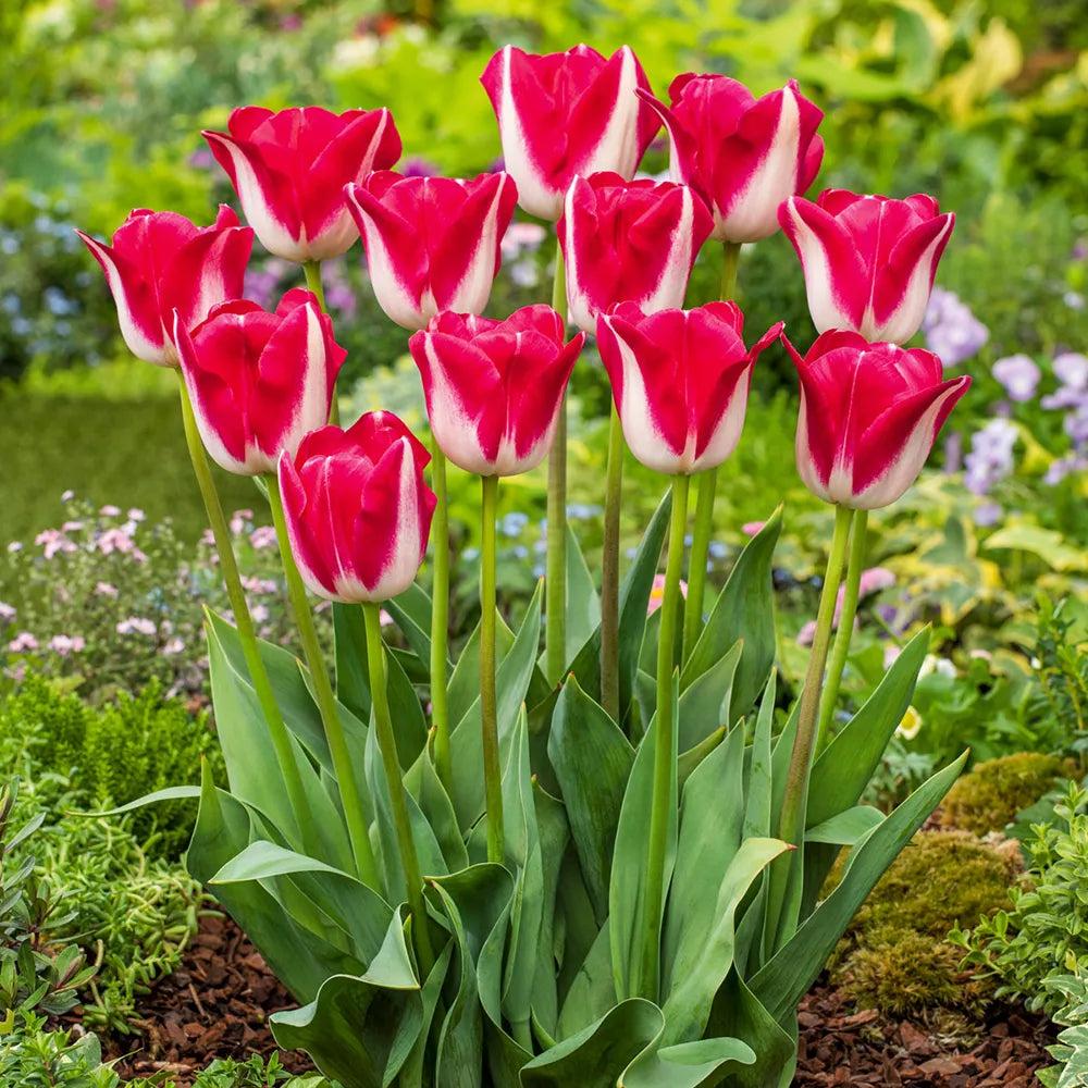 Alectric Triumph Tulip | K. van Bourgondien