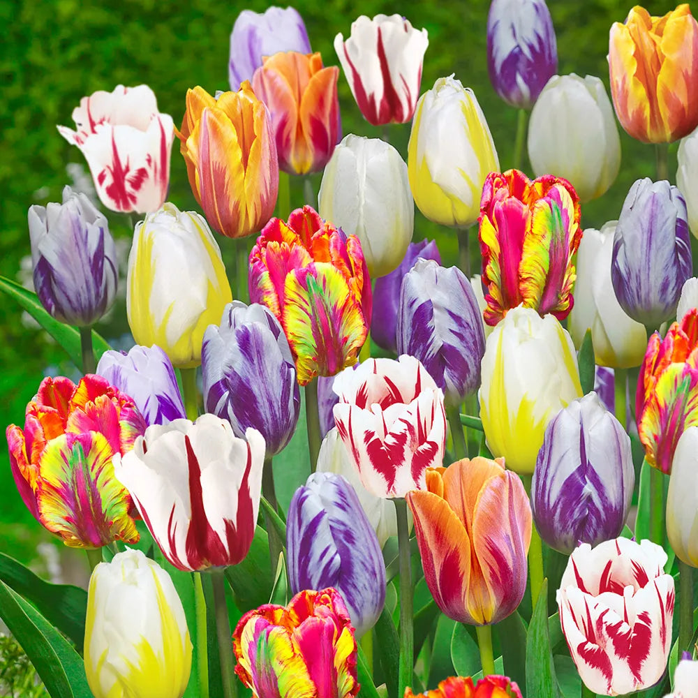 Artist’s Palette Tulip Mix | K. van Bourgondien - Dutch Bulbs