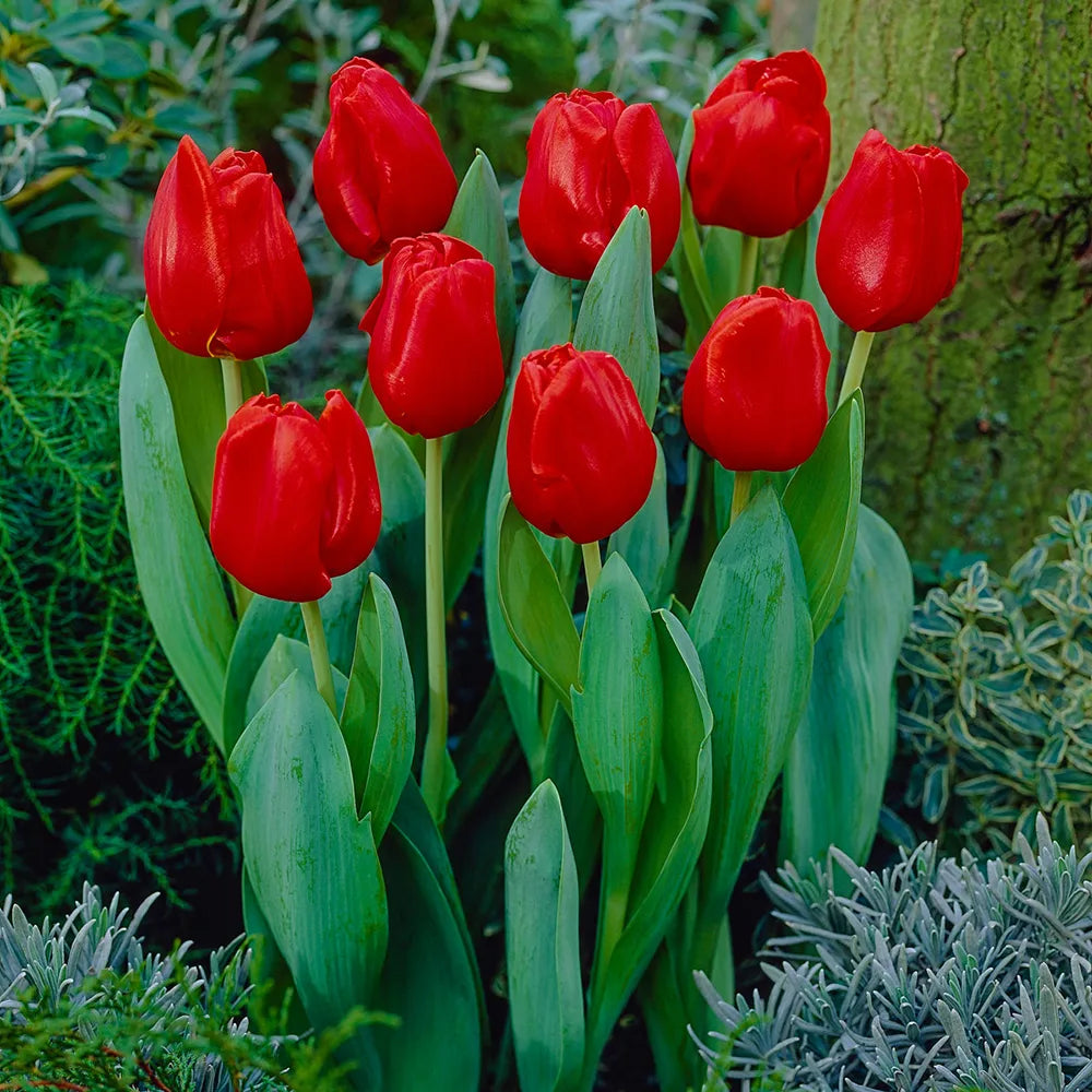 Buy Escape Triumph Tulip | K. van Bourgondien