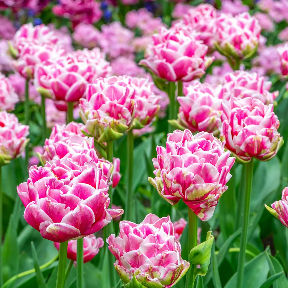 Let’s Dance Double Peony Tulip | K. van Bourgondien – Dutch Bulbs