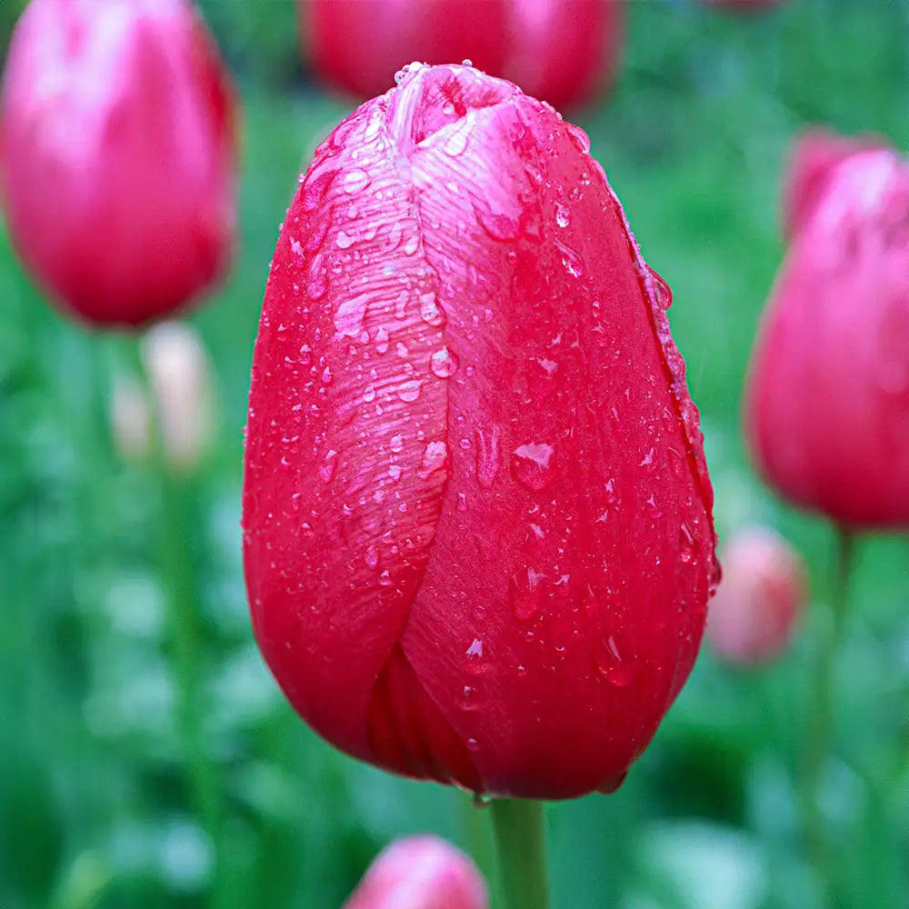 May Flowering Tulip Yosemite | K. van Bourgondien – Dutch Bulbs
