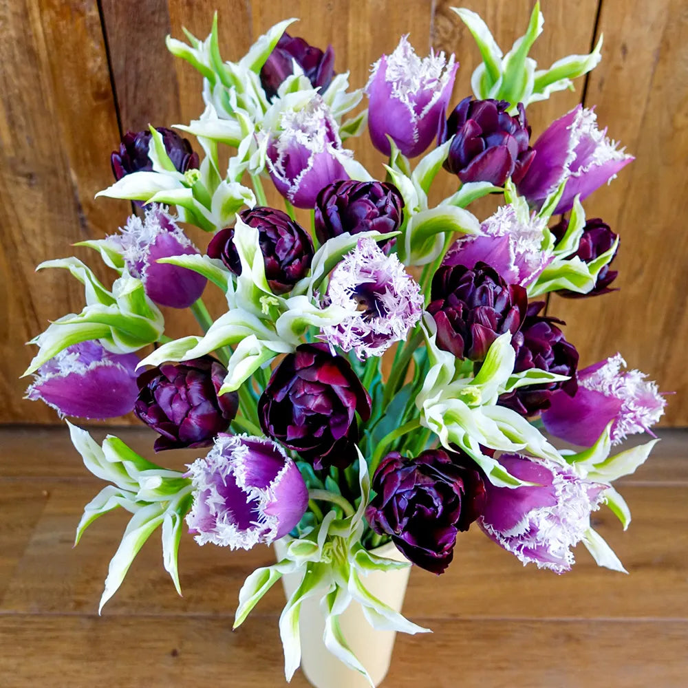 Grand Cru Tulip Blend | K. van Bourgondien