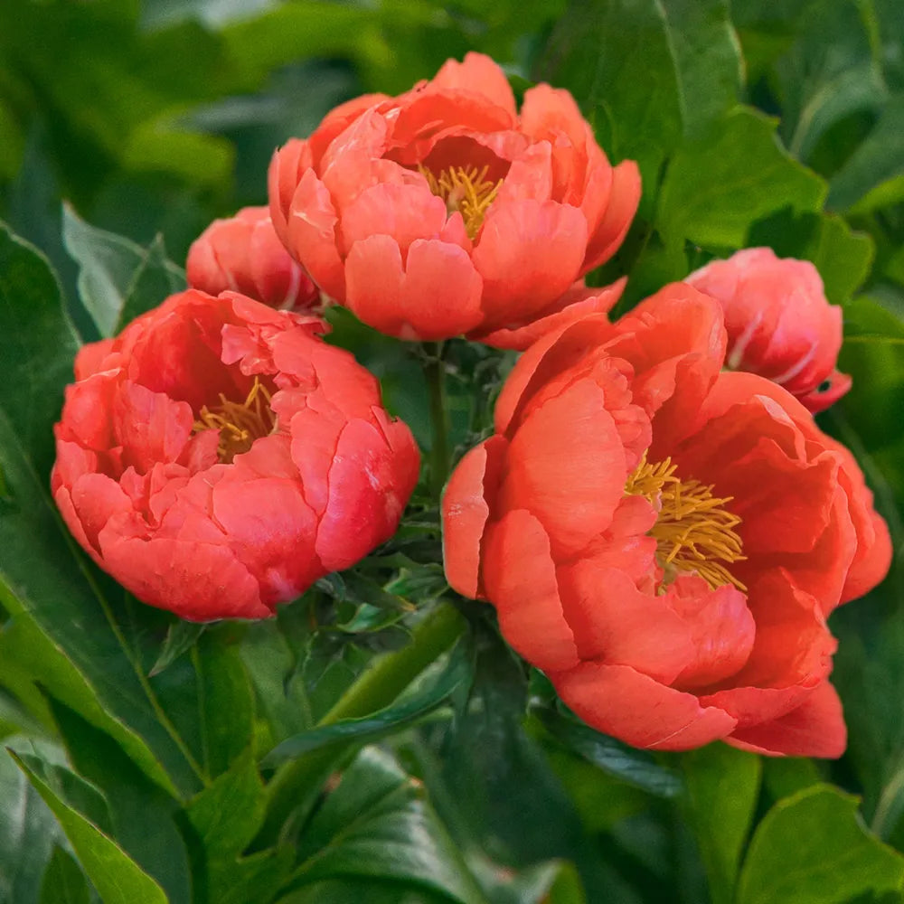 Buy Coral Magic Peony | K. van Bourgondien