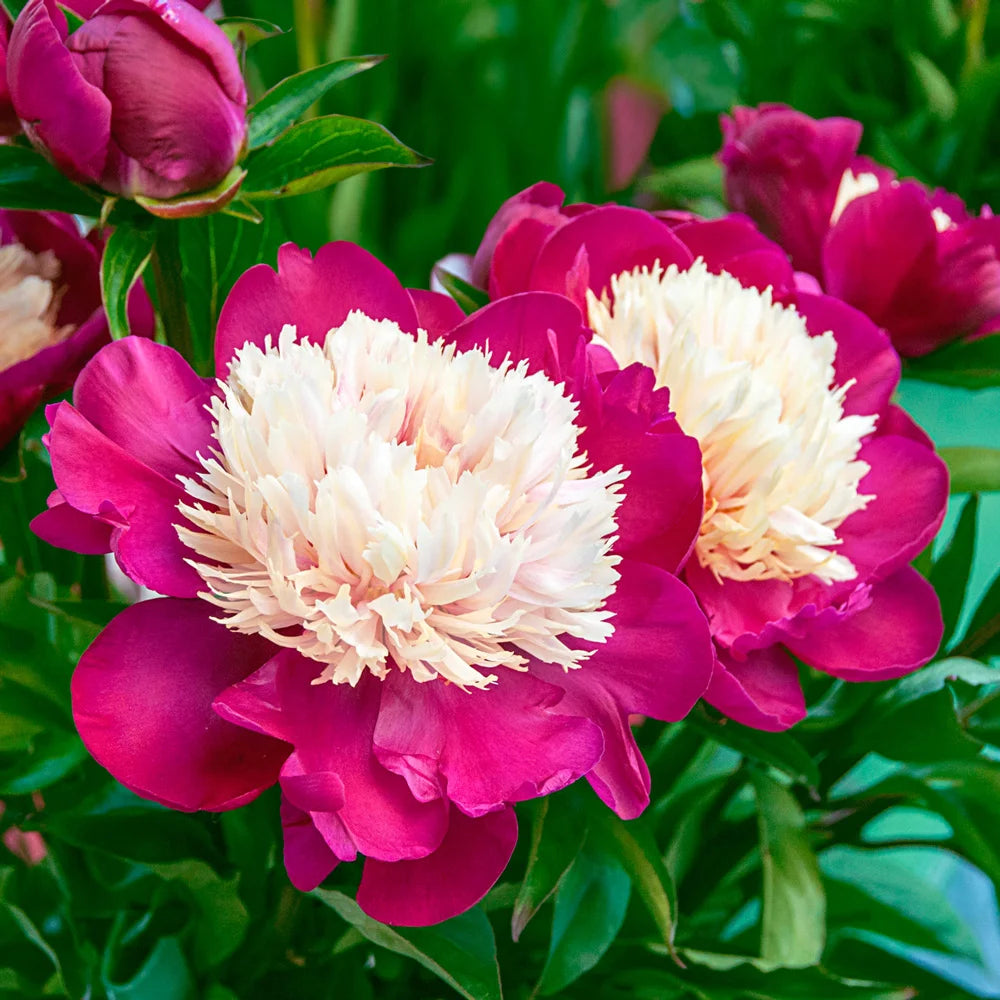 White Cap Bush Peony for Sale | K. van Bourgondien