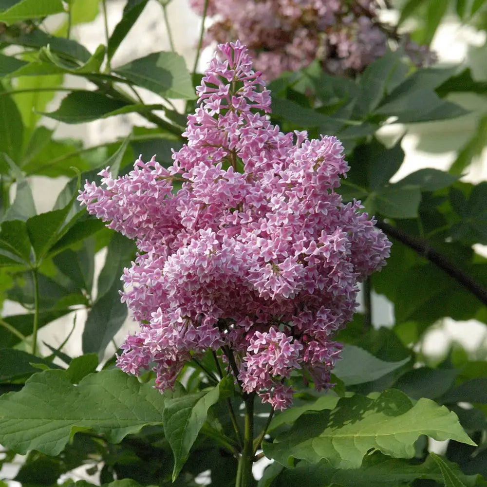 Buy James Macfarlane Lilac Hedge | K. van Bourgondien