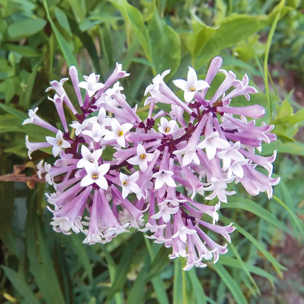 Buy Miss Kim Lilac Hedge | K. van Bourgondien