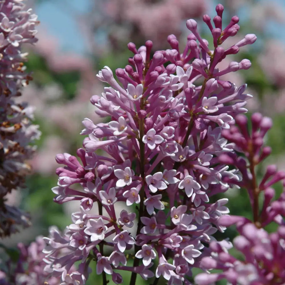 Buy Royalty Lilac Hedge | K. van Bourgondien