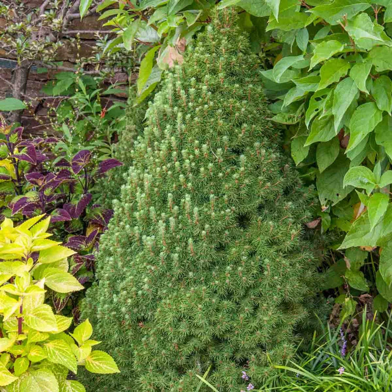 Dwarf Alberta Spruce Tree – K. van Bourgondien