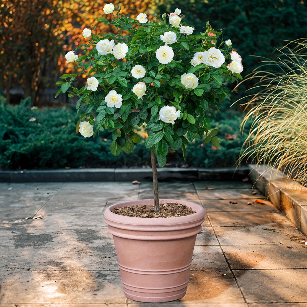24" Tree Rose White Licorice™ – K. van Bourgondien