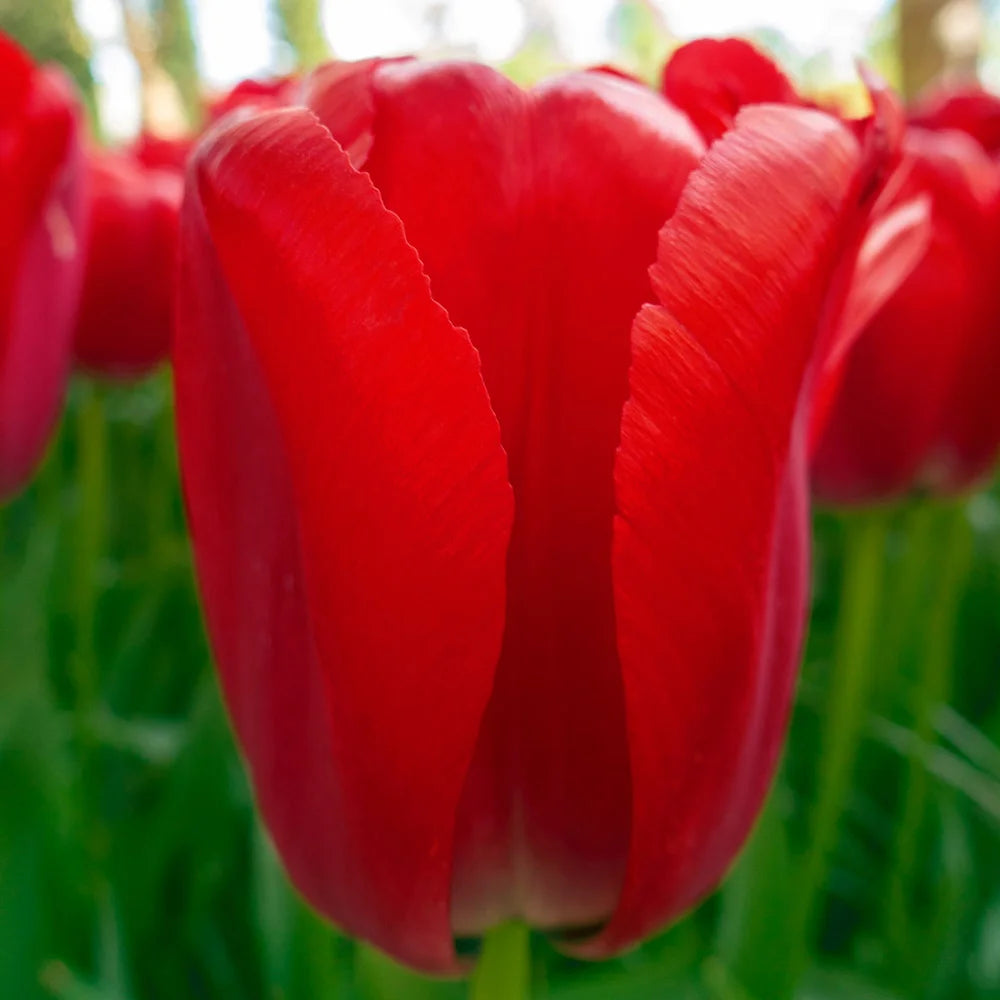 Red Pride Tulip - Darwin Hybrid | K. van Bourgondien