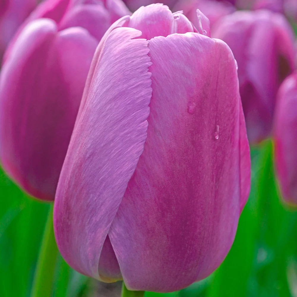 Purple Pride Tulip - Darwin Hybrid | K. van Bourgondien