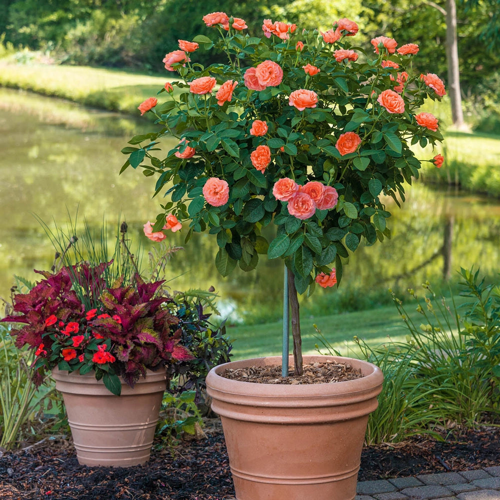 24" Tree Rose Jump for Joy™ – K. van Bourgondien