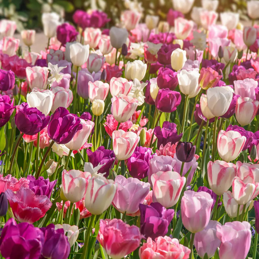Triple Goddess Tulip Trio | K. van Bourgondien