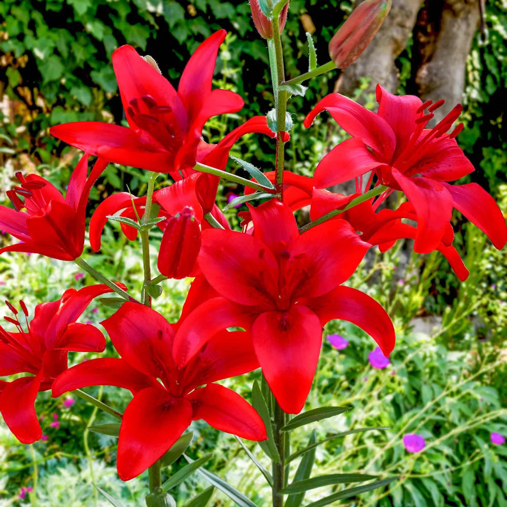 Red Highland Asiatic Lily | K. van Bourgondien - Dutch Bulbs