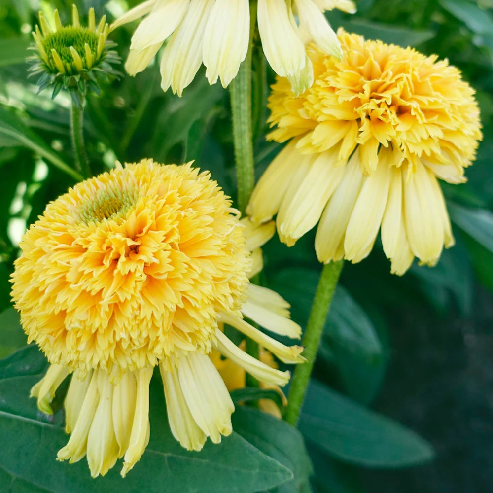 Coneflower Lemon Drop | K. van Bourgondien