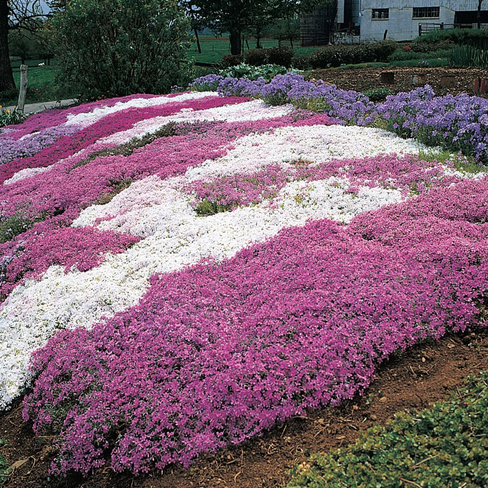 Creeping Phlox Mixture Sun Perennial K Van Bourgondien