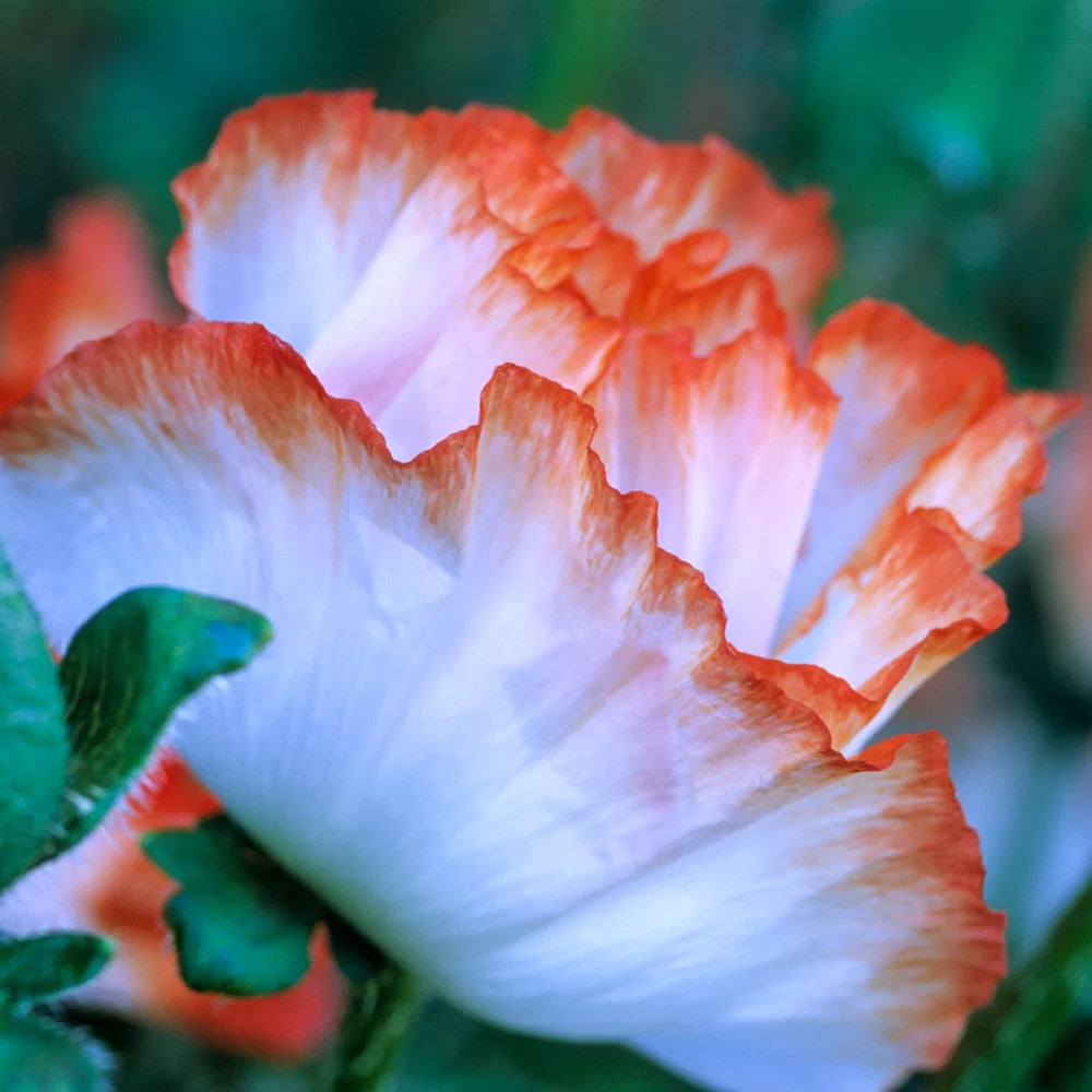 Papaver orientale Picotee | K. van Bourgondien