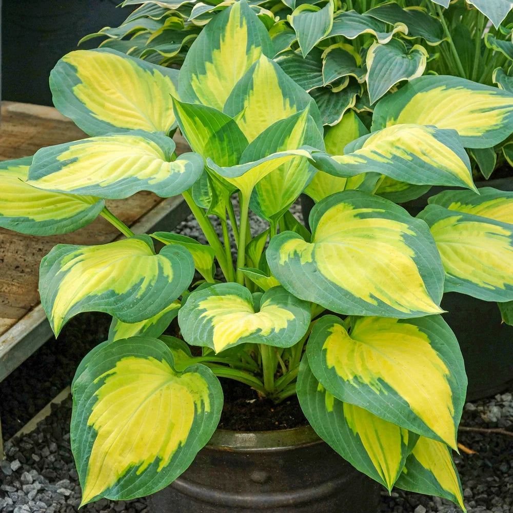 Hosta Forbidden Fruit - Shade Perennial | K. van Bourgondien