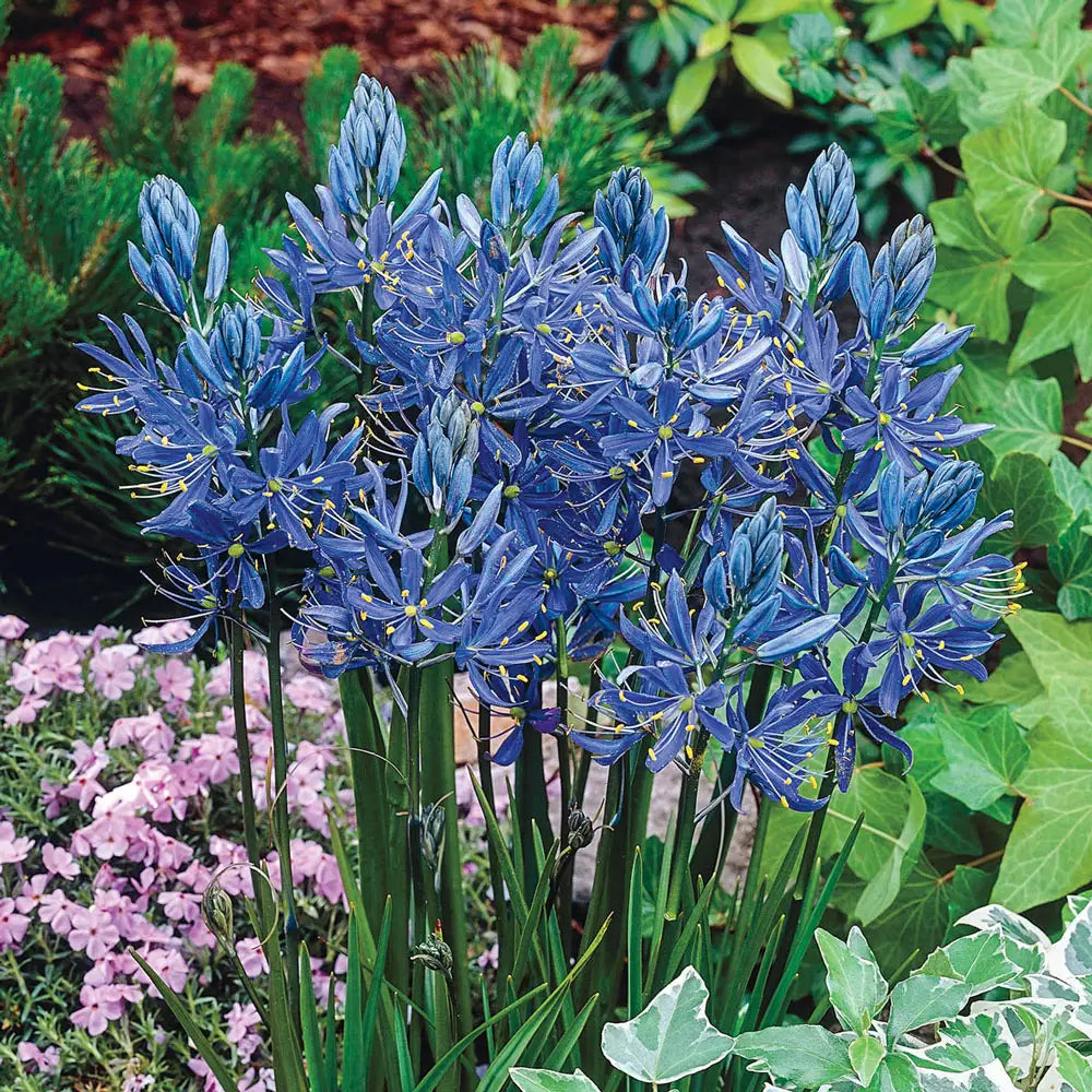Camassia quamash (Camas) | K. van Bourgondien - Dutch Bulbs