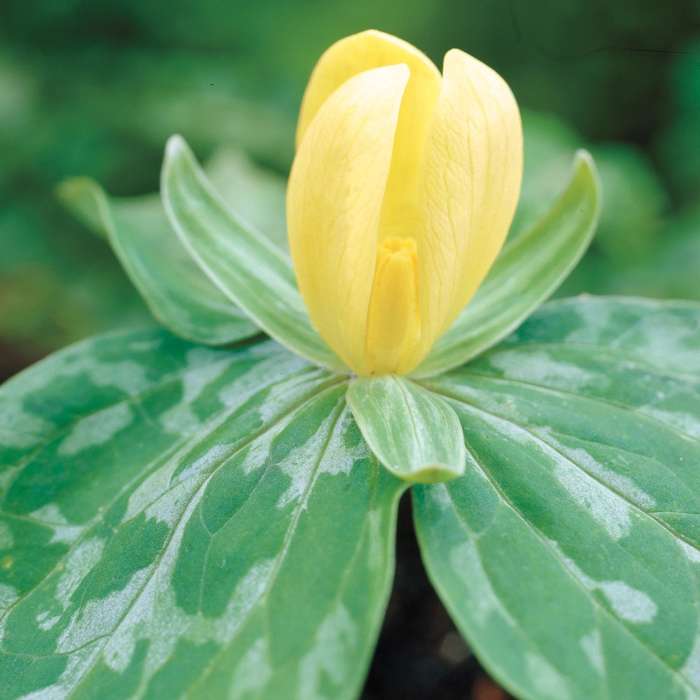 Yellow Trillium | K. van Bourgondien