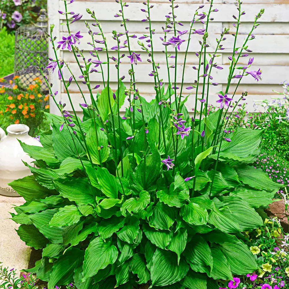 Hosta Purple Sensation – K. van Bourgondien