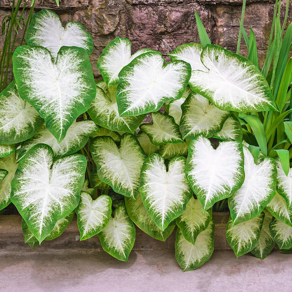 Colorful Shade loving Caladiums Aaron | K. van Bourgondien