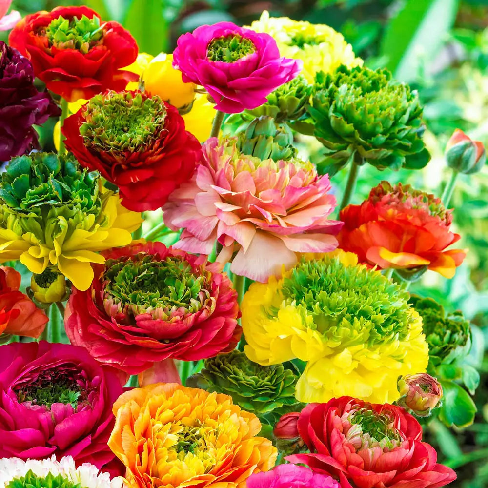 Ranunculus Mirabelle Vert Mix | K. van Bourgondien