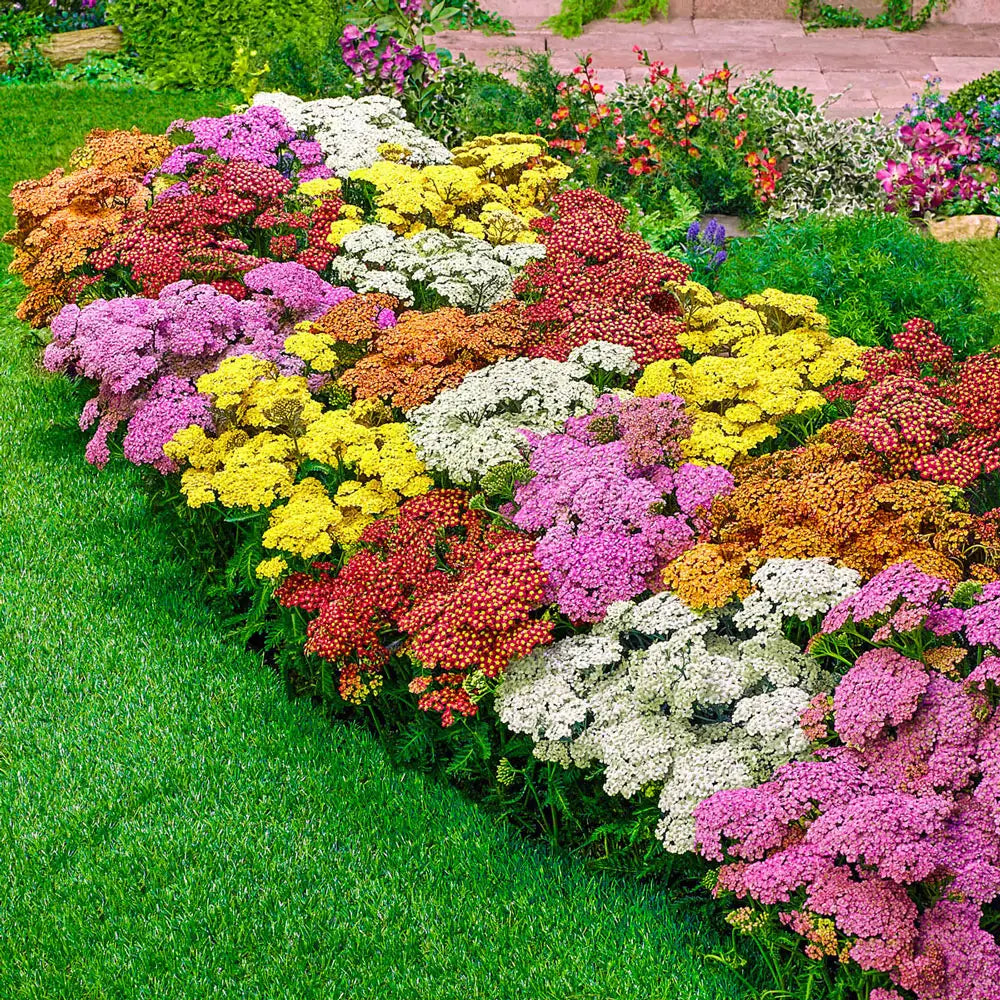 Rainbow Achillea Mix - Common Yarrow | K. van Bourgondien